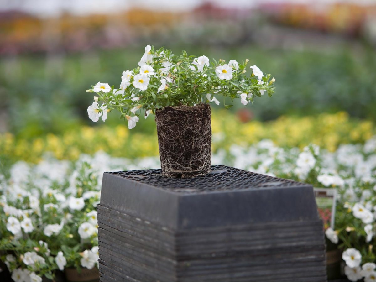 About Us - Cultivating Total Plant Performance - Profile Growing Solutions