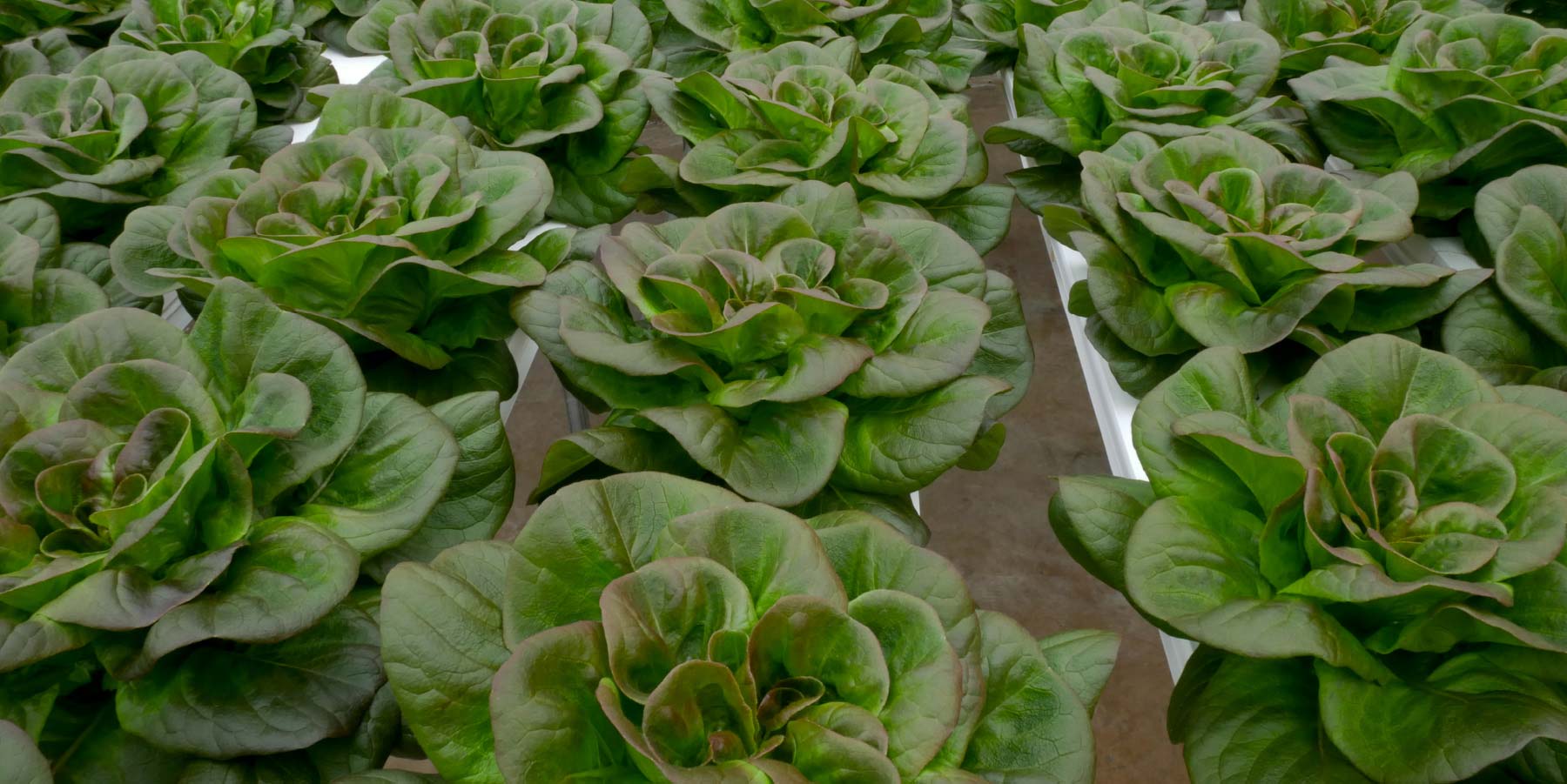 Profile® Growing Solutions