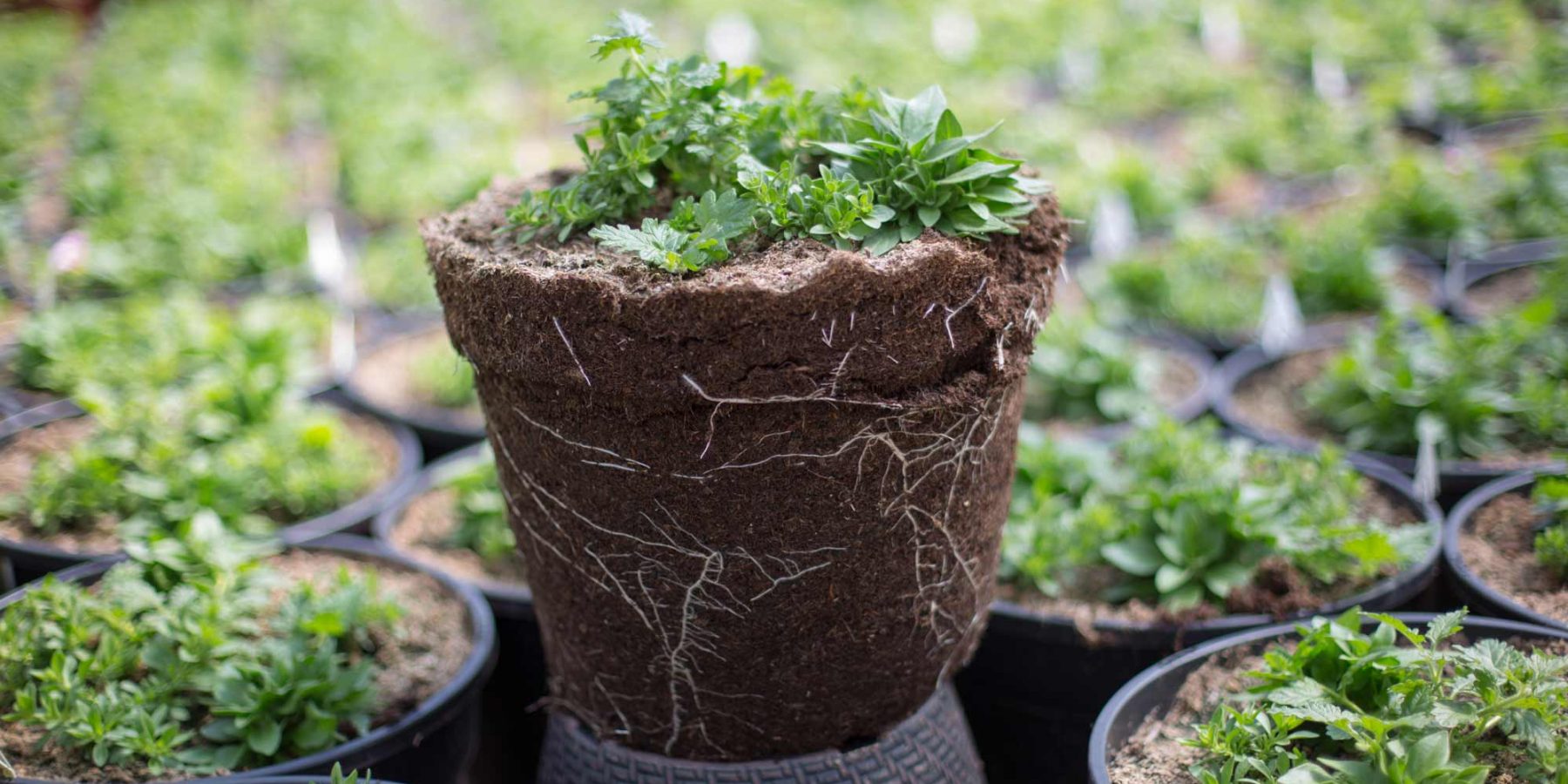 Categories - Profile Growing Solutions