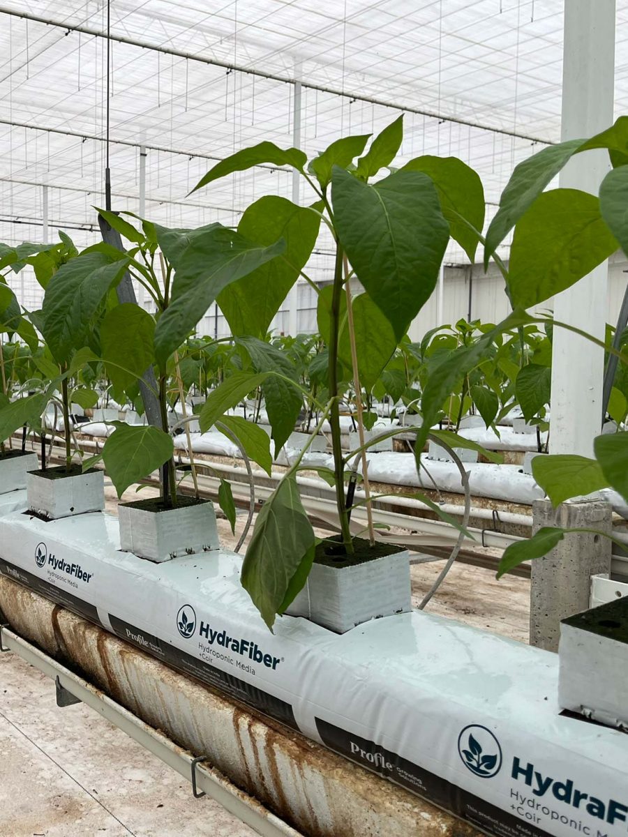 Hydroponics - Profile Growing Solutions