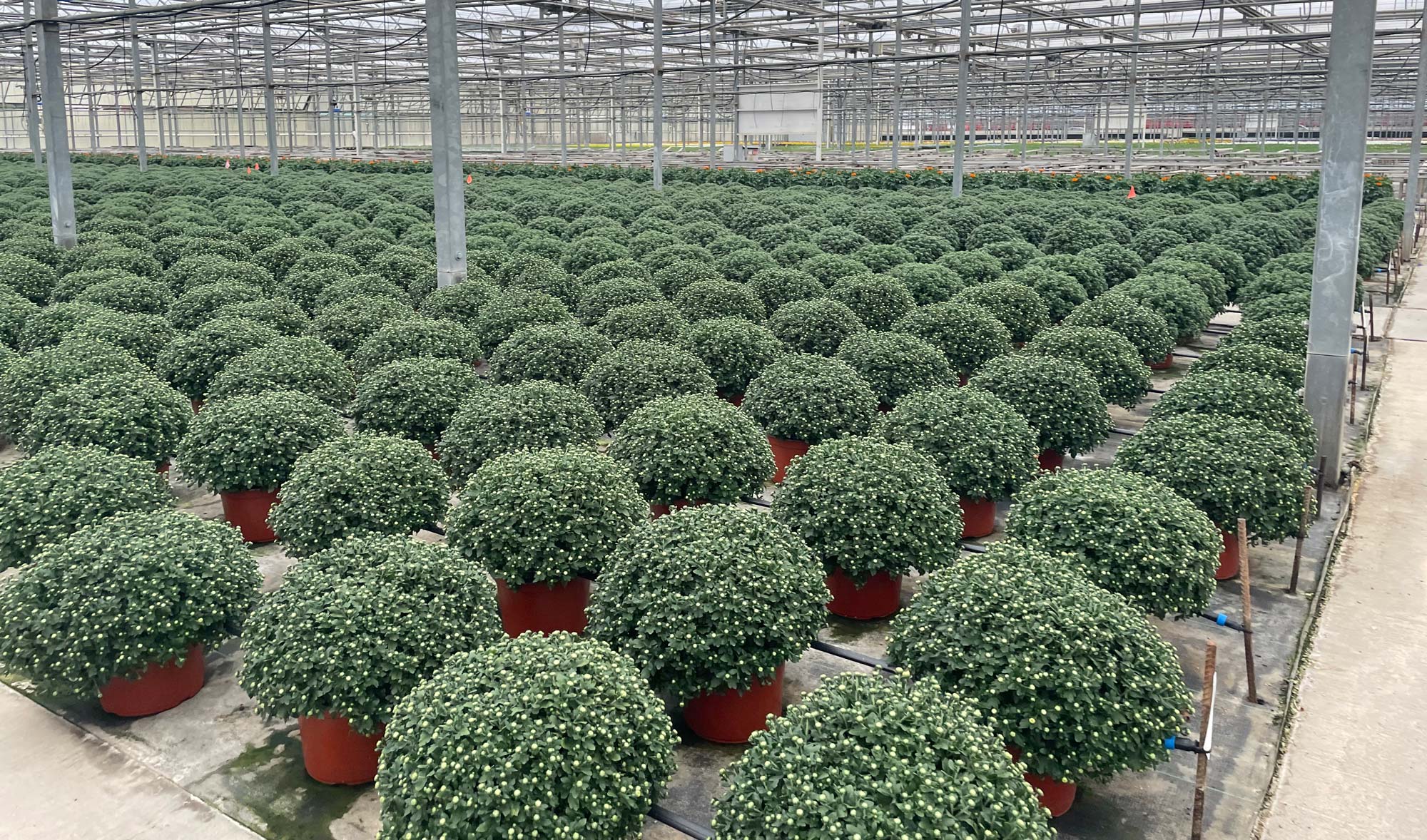 Florikan® - Profile Growing Solutions