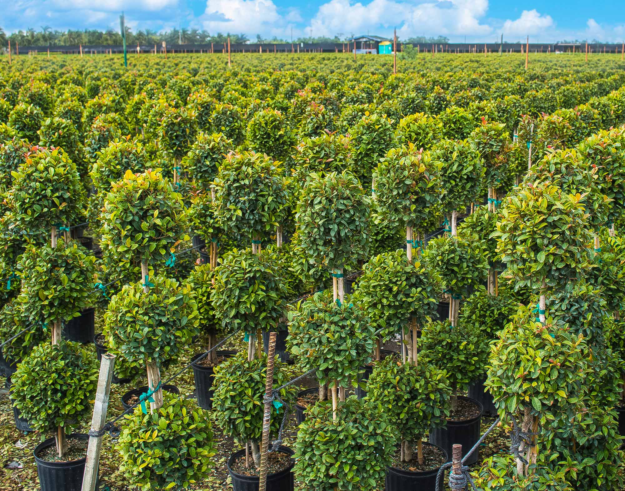 Florikan® - Profile Growing Solutions