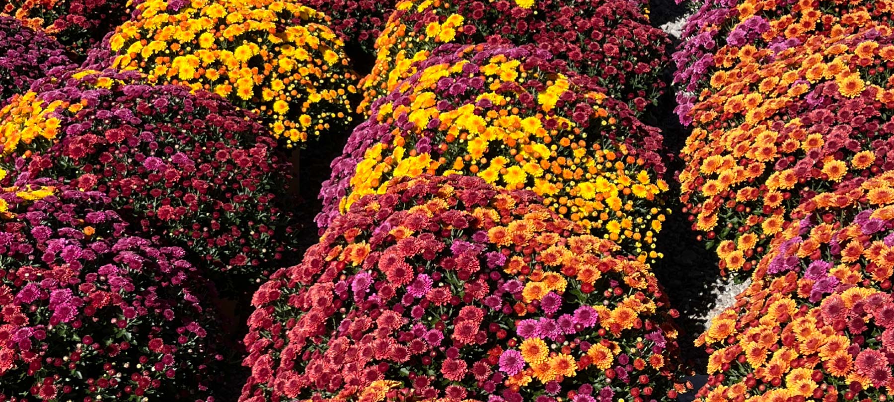 Florikan® Distributors - Profile Growing Solutions
