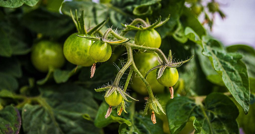 Florikan® - Profile Growing Solutions